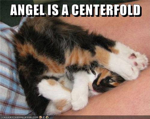 ANGEL IS A CENTERFOLD - Lolcats - lol | cat memes | funny cats | funny ...