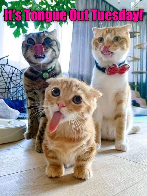 Tongue out Tuesday - Lolcats - lol | cat memes | funny cats | funny cat ...