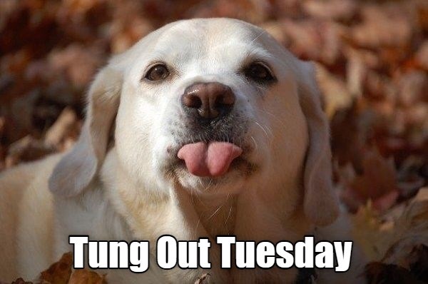 Tung Out Tuesday - I Has A Hotdog - Dog Pictures - Funny pictures of ...