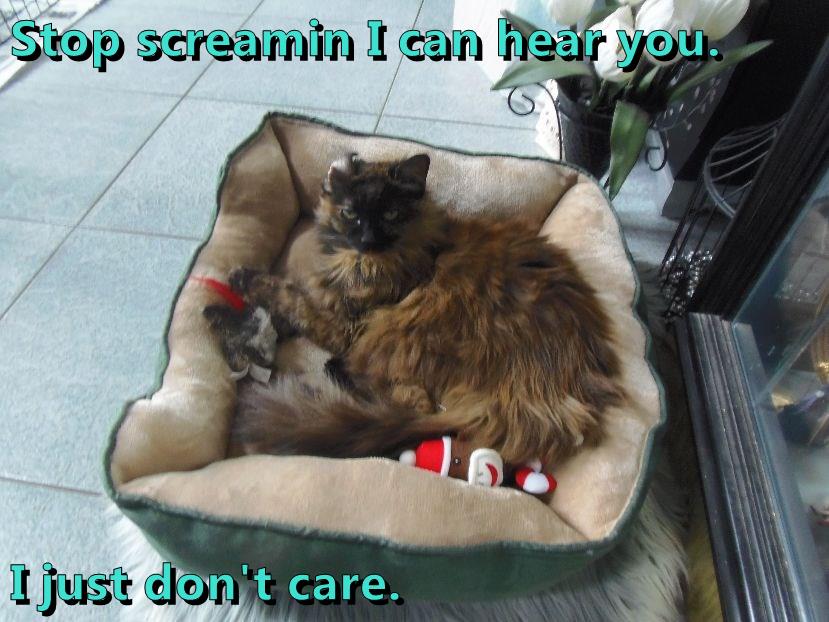 I hear you. - Lolcats - lol | cat memes | funny cats | funny cat ...