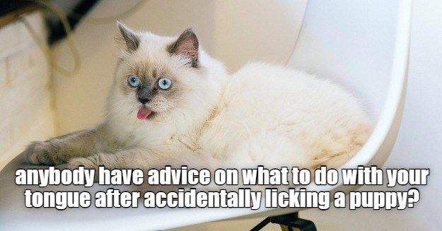 what a mistake to make! - Lolcats - lol | cat memes | funny cats ...