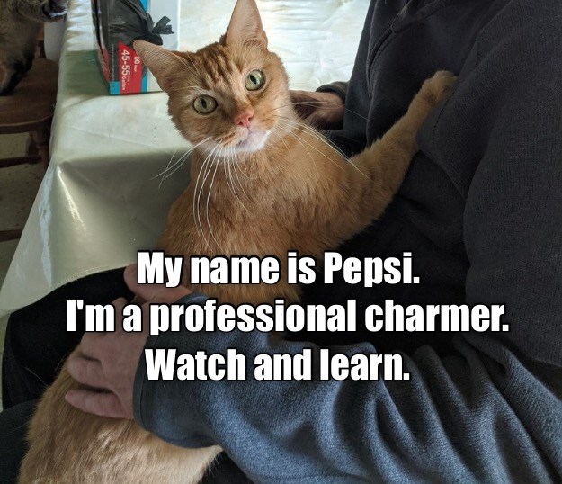 Charm School for idiots. - Lolcats - lol | cat memes | funny cats ...