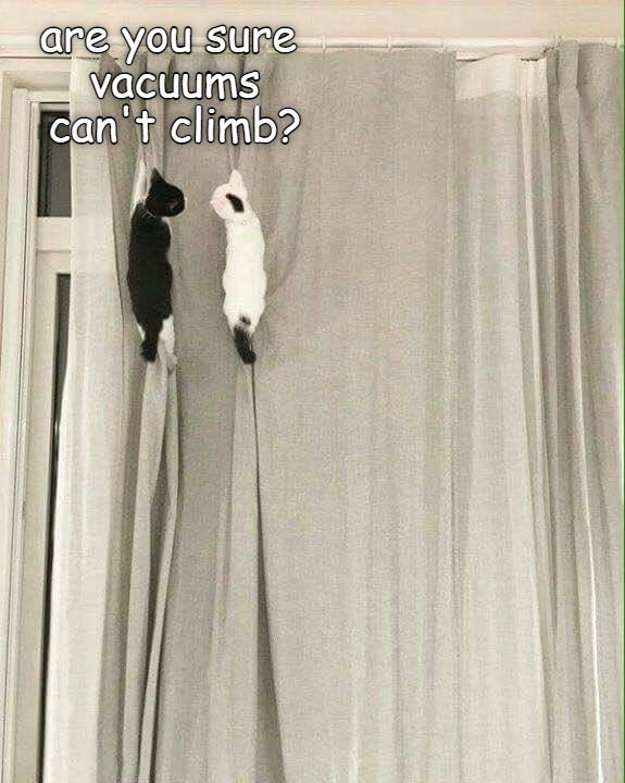 Are we safe up here? - Lolcats - lol | cat memes | funny cats | funny ...
