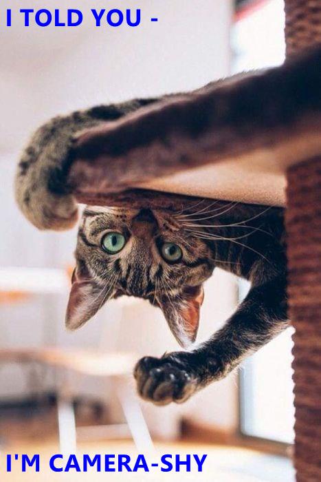 CAMERA-SHY - Lolcats - lol | cat memes | funny cats | funny cat ...