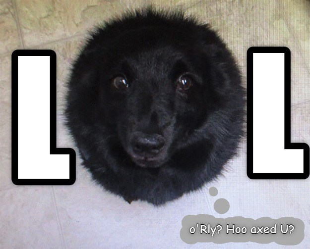 Who asked YOOO?!!! - I Has A Hotdog - Dog Pictures - Funny pictures of ...