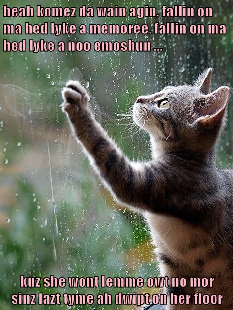 Heah komez da wain agin - Lolcats - lol | cat memes | funny cats ...