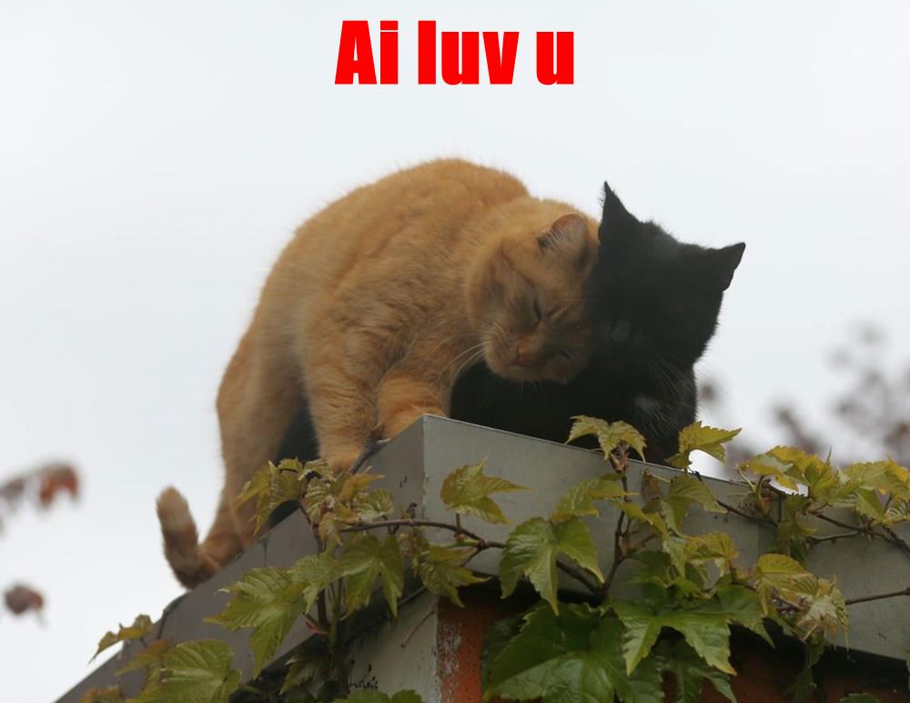 Ai luv u - Lolcats - lol | cat memes | funny cats | funny cat pictures ...