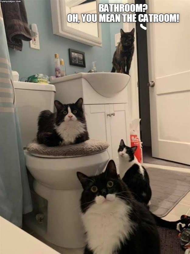 Bath? - Lolcats - lol | cat memes | funny cats | funny cat pictures ...