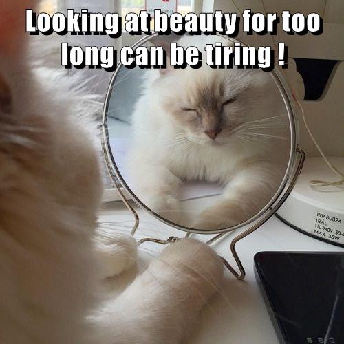 Looking at beauty for too long can be tiring ! - Lolcats - lol | cat ...