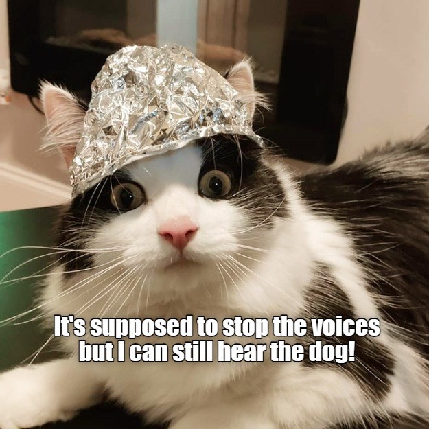 It's supposed to stop the voices - Lolcats - lol | cat memes | funny ...