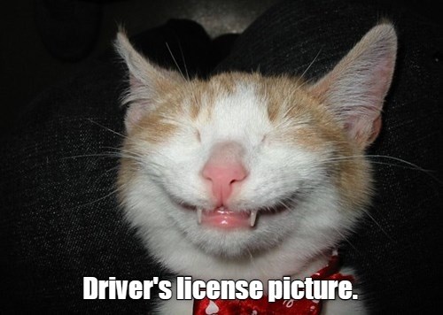 Driver's license picture - Lolcats - lol | cat memes | funny cats ...
