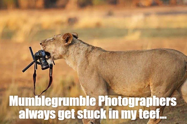 Popcorn of the Plains! - Animal Comedy - Animal Comedy, funny animals ...