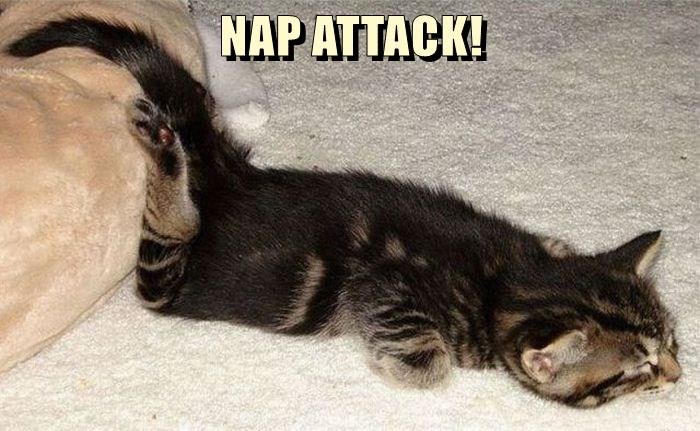 NAP ATTACK! - Lolcats - lol | cat memes | funny cats | funny cat ...