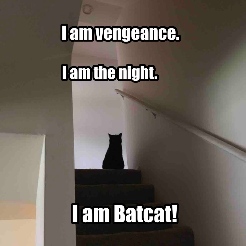 Batcat!! - Lolcats - lol | cat memes | funny cats | funny cat pictures ...