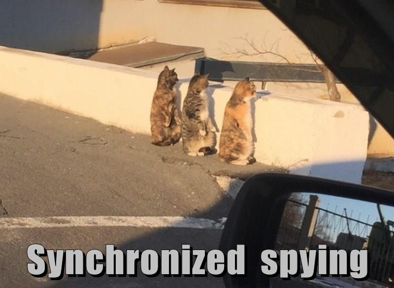 Synchronized spying - Lolcats - lol | cat memes | funny cats | funny ...