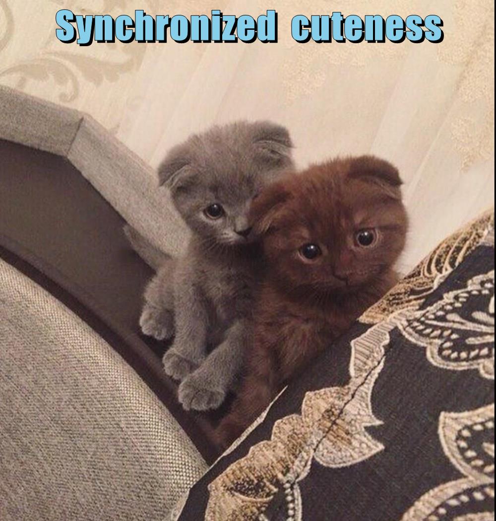 Synchronized cuteness - Lolcats - lol | cat memes | funny cats | funny ...