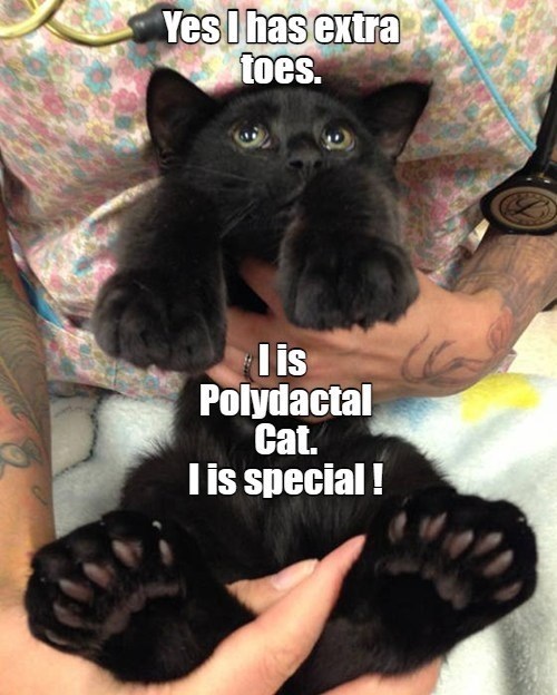 extra toes to love - I Can Has Cheezburger?