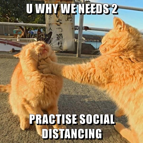 PRACTISE SOCIAL DISTANCING - Lolcats - lol | cat memes | funny cats ...