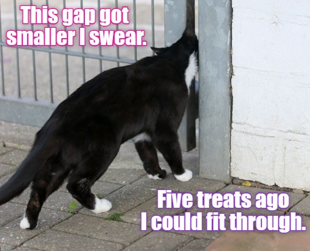 The Incredibly Shrinking Gap - Lolcats - lol | cat memes | funny cats ...