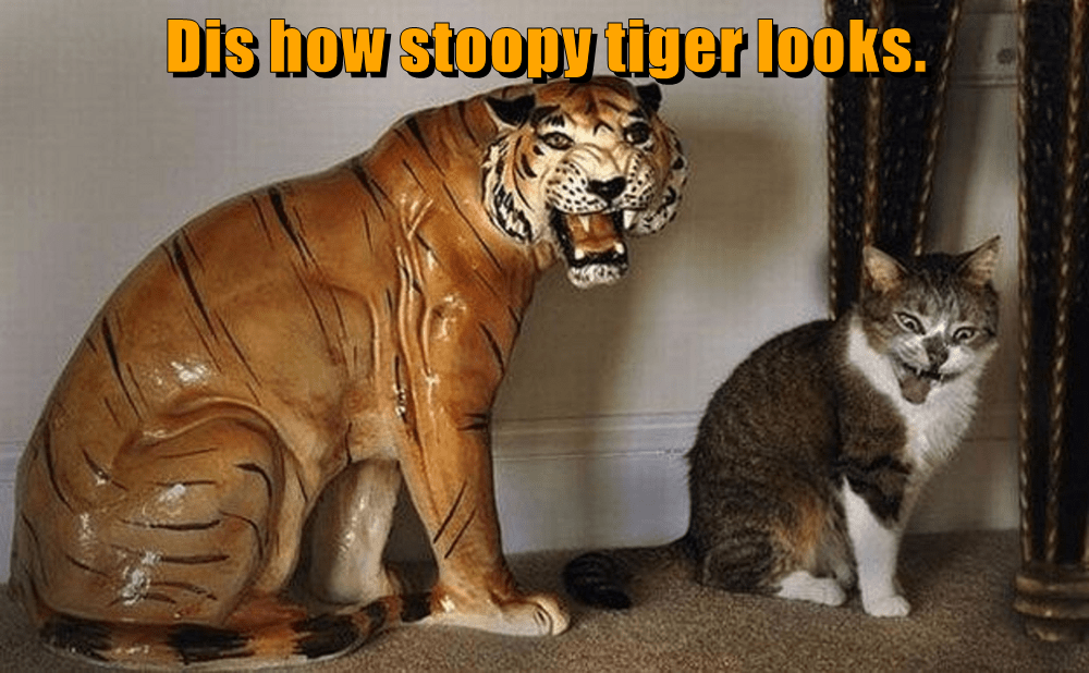 Dis how stoopy tiger looks. - Lolcats - lol | cat memes | funny cats ...
