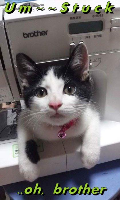 Oh, brother - Lolcats - lol | cat memes | funny cats | funny cat ...