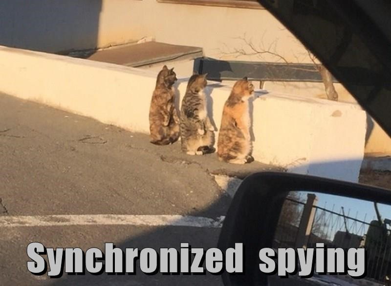 Synchronized - I Can Has Cheezburger?
