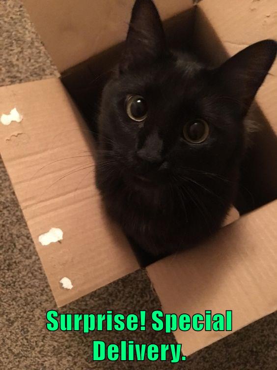 Special Delivery. - Lolcats - lol | cat memes | funny cats | funny cat ...