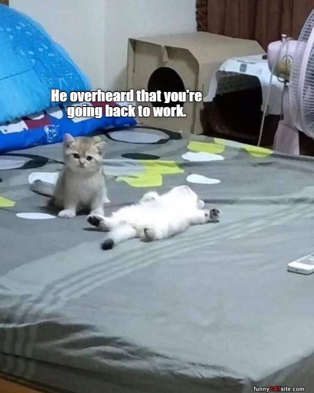 Back to work - Lolcats - lol | cat memes | funny cats | funny cat ...