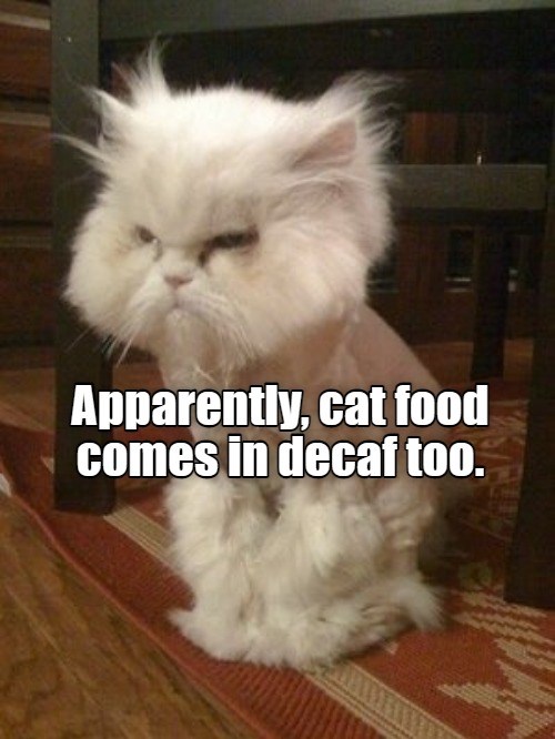 Apparently, cat food comes in decaf too - Lolcats - lol | cat memes ...