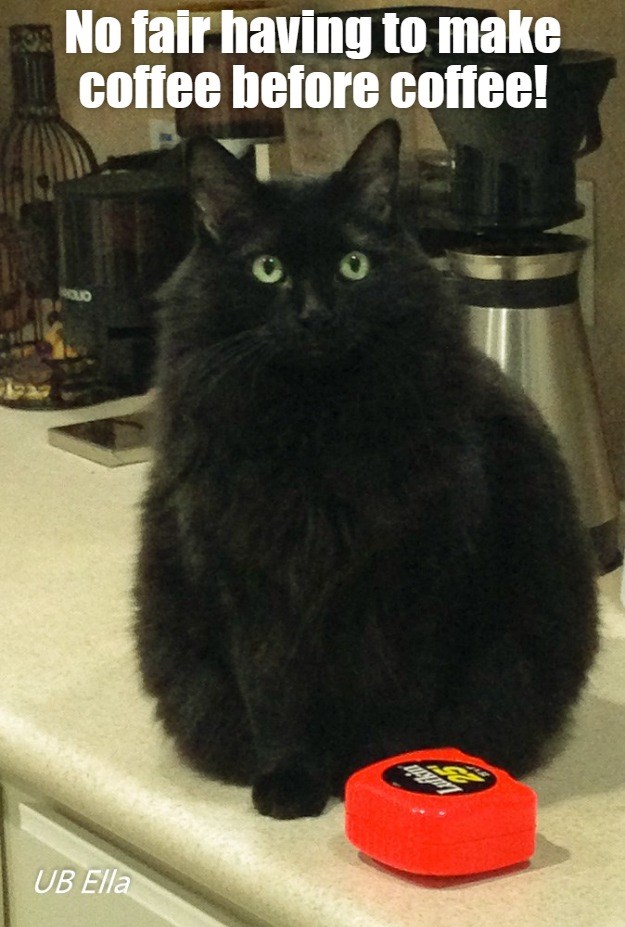 I Can't Complex This Early! - Lolcats - lol | cat memes | funny cats ...