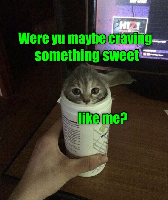 Sweet little kitty. - Lolcats - lol | cat memes | funny cats | funny ...