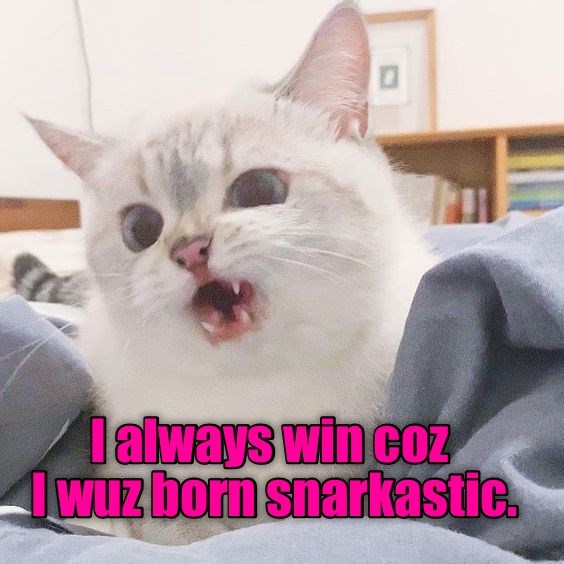 Out-talk Out-snark you every time! - Lolcats - lol | cat memes | funny ...