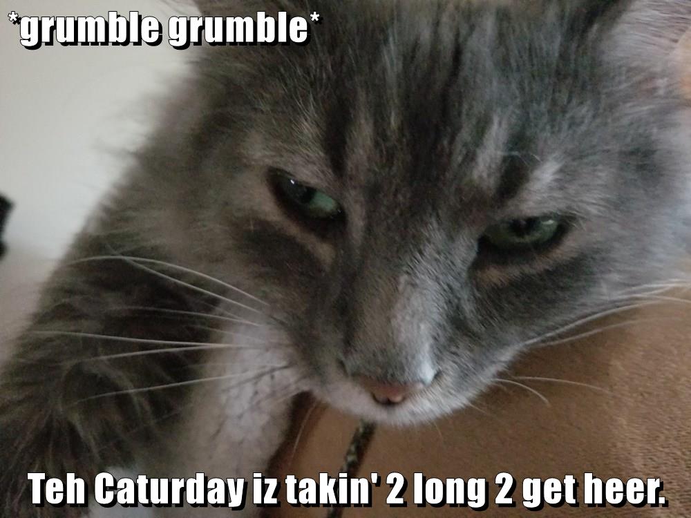 2 long - Lolcats - lol | cat memes | funny cats | funny cat pictures ...