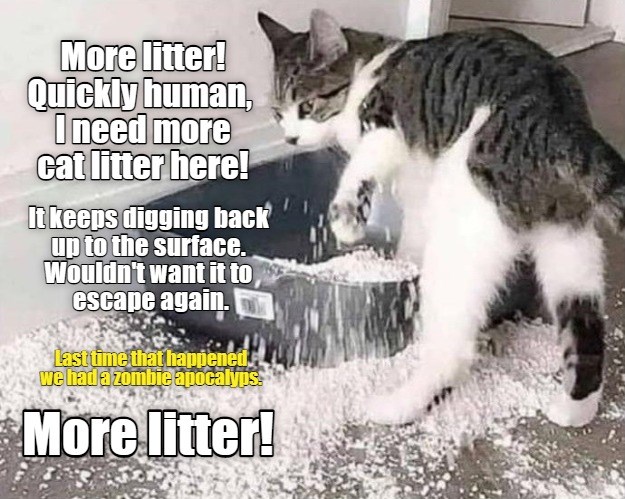More litter! - Lolcats - lol | cat memes | funny cats | funny cat ...