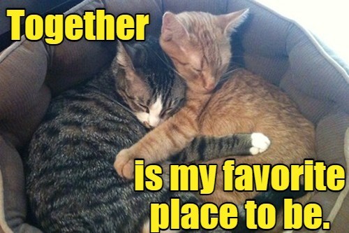 So happy together. - Lolcats - lol | cat memes | funny cats | funny cat ...