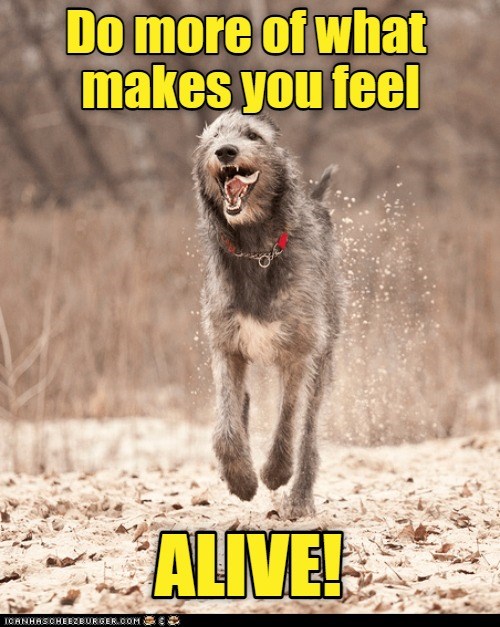 Do not think, just do. - I Has A Hotdog - Dog Pictures - Funny pictures ...