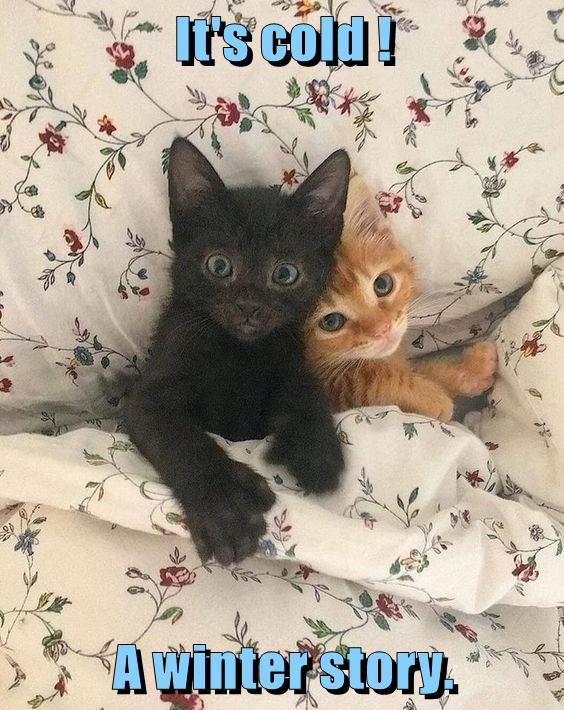 A winter story. - Lolcats - lol | cat memes | funny cats | funny cat ...