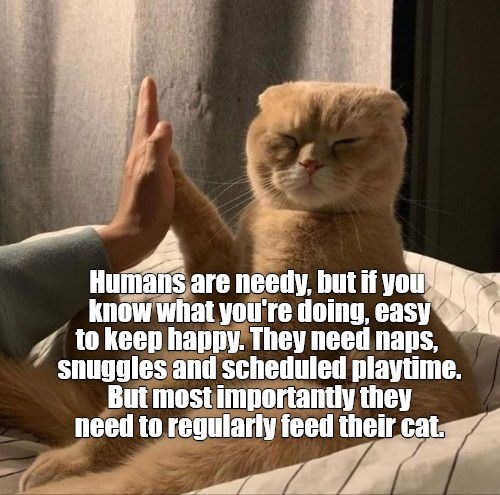 How to keep your human happy - Lolcats - lol | cat memes | funny cats ...