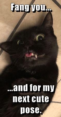Fang you... - Lolcats - lol | cat memes | funny cats | funny cat ...