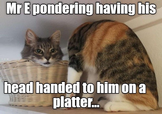 Or basket as the case may be - Lolcats - lol | cat memes | funny cats ...