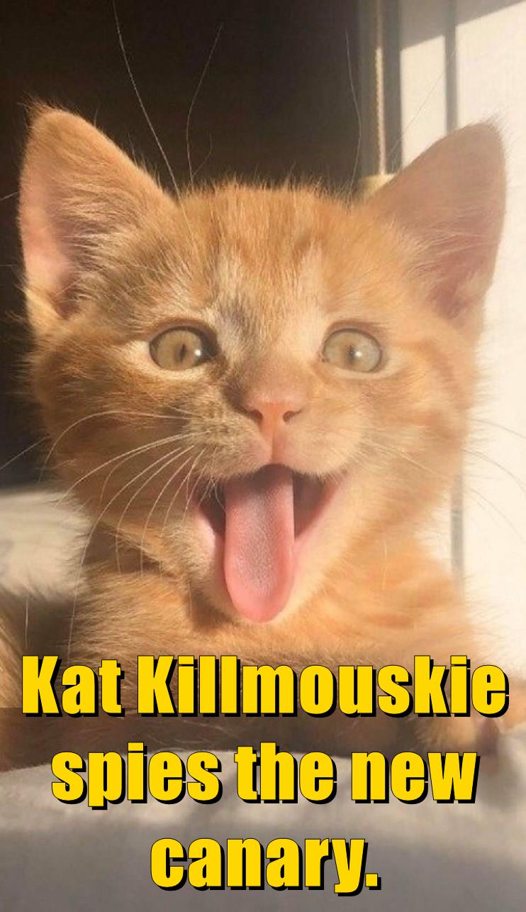 Kat Killmouskie spies the new canary. - Lolcats - lol | cat memes ...