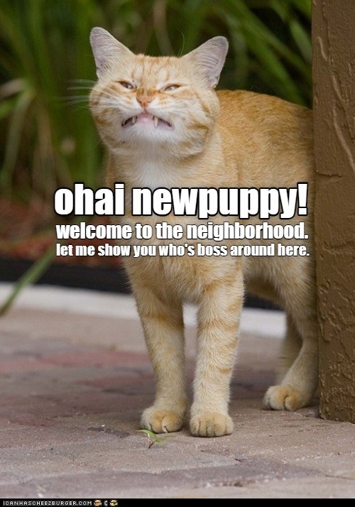 Let me show you who's boss around here - Lolcats - lol | cat memes ...