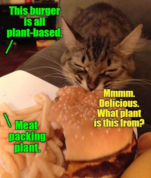 Sort-of-veggie burger - Lolcats - lol | cat memes | funny cats | funny ...