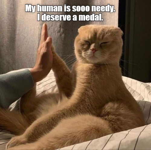 Needy - Lolcats - lol | cat memes | funny cats | funny cat pictures ...