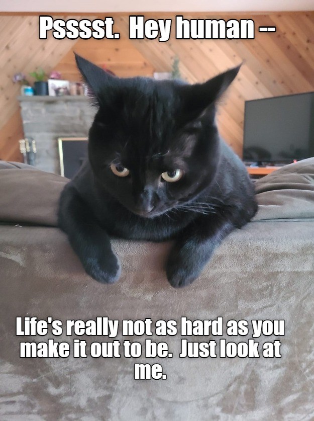 Easy peasy - Lolcats - lol | cat memes | funny cats | funny cat ...