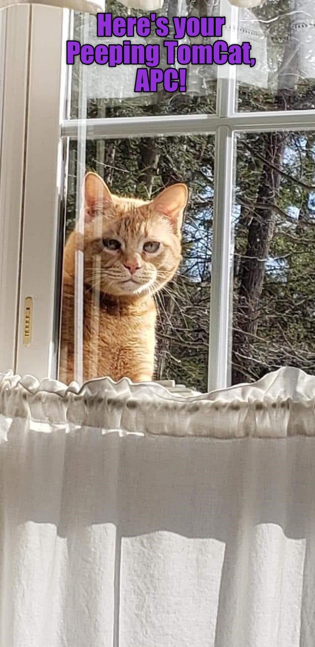 Caught Him In The Act! - Lolcats - lol | cat memes | funny cats | funny ...