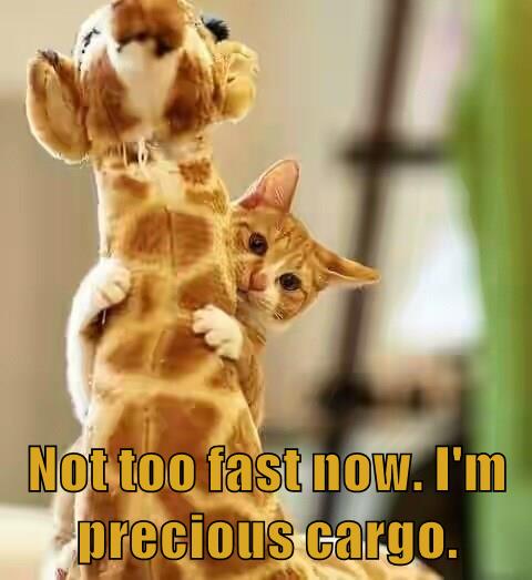 Precious cargo. - Lolcats - lol | cat memes | funny cats | funny cat ...