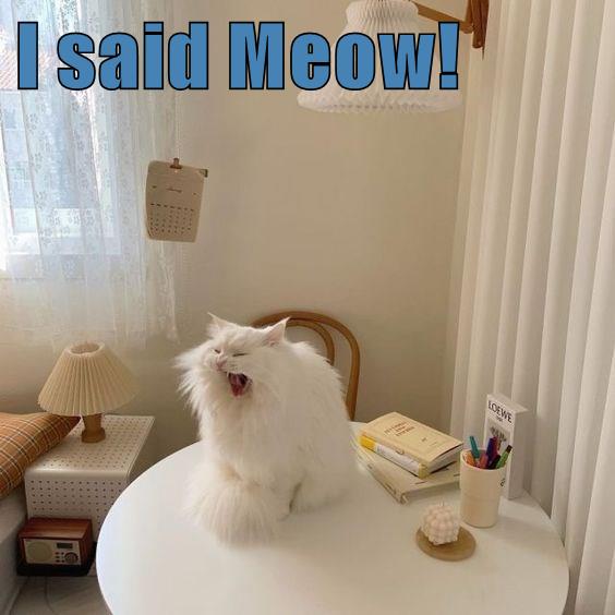 I said Meow! - Lolcats - lol | cat memes | funny cats | funny cat ...