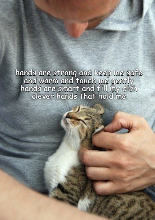 Hands - Lolcats - lol | cat memes | funny cats | funny cat pictures ...