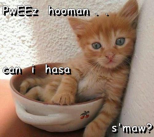 PwEEz hooman - Lolcats - lol | cat memes | funny cats | funny cat ...